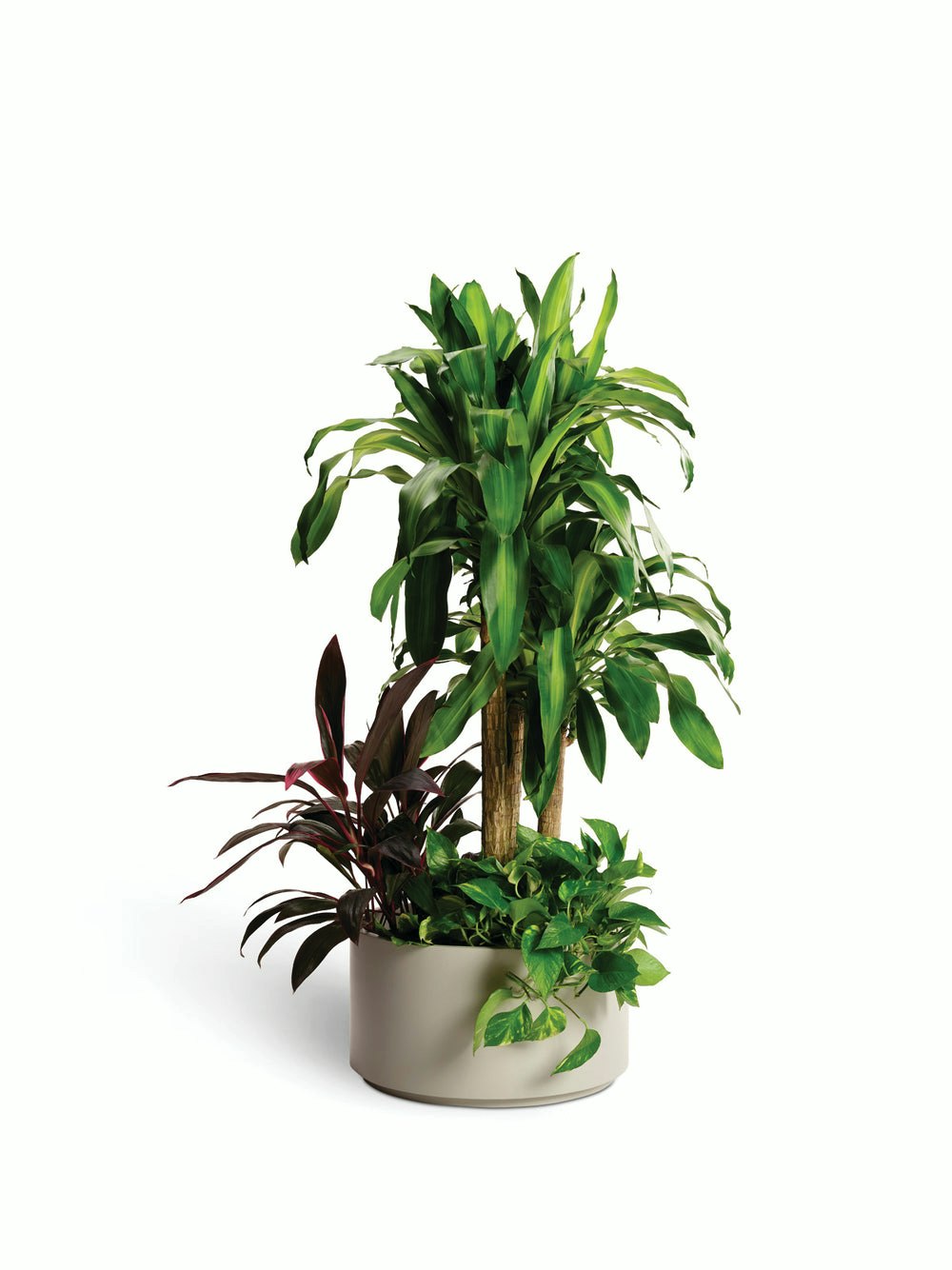 Modern Indoor Planters + Pots - Design Within Reach